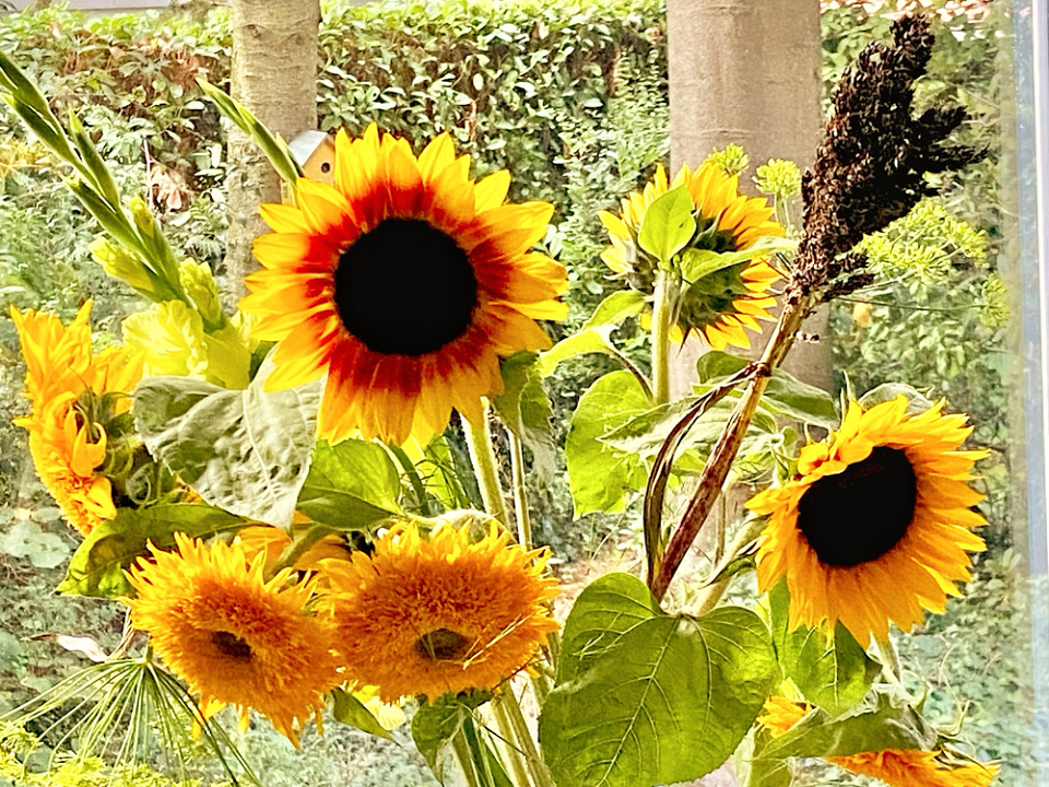 Sunflowers | Ingeborg | Blipfoto