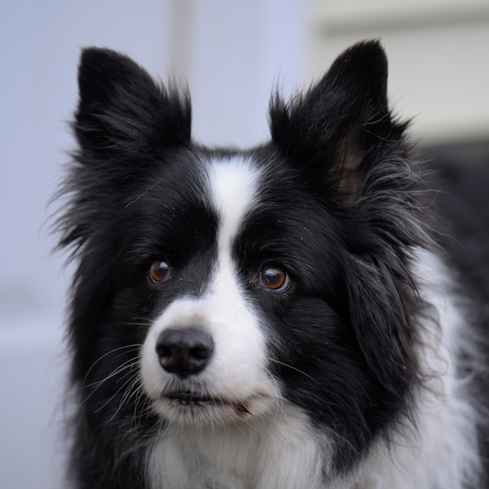 Tucker | dbifulco | Blipfoto