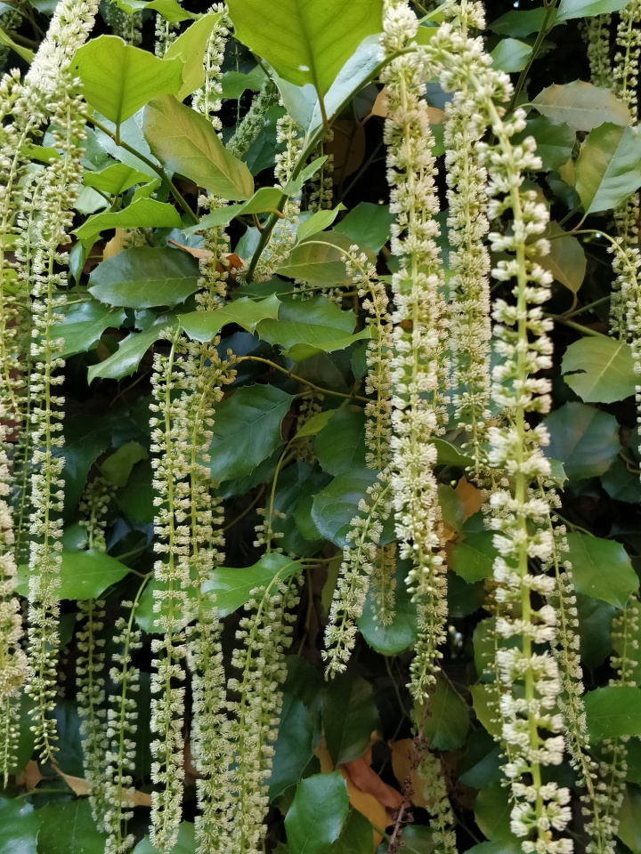 Itea ilicifolia | peterbjordan | Blipfoto