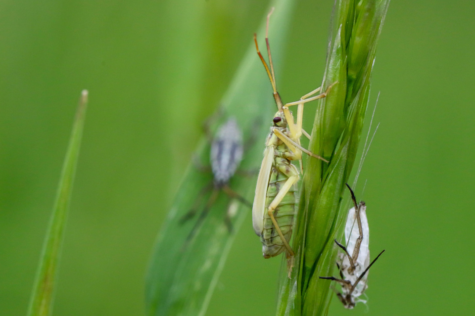 Ecdysis | MsQuizzical | Blipfoto