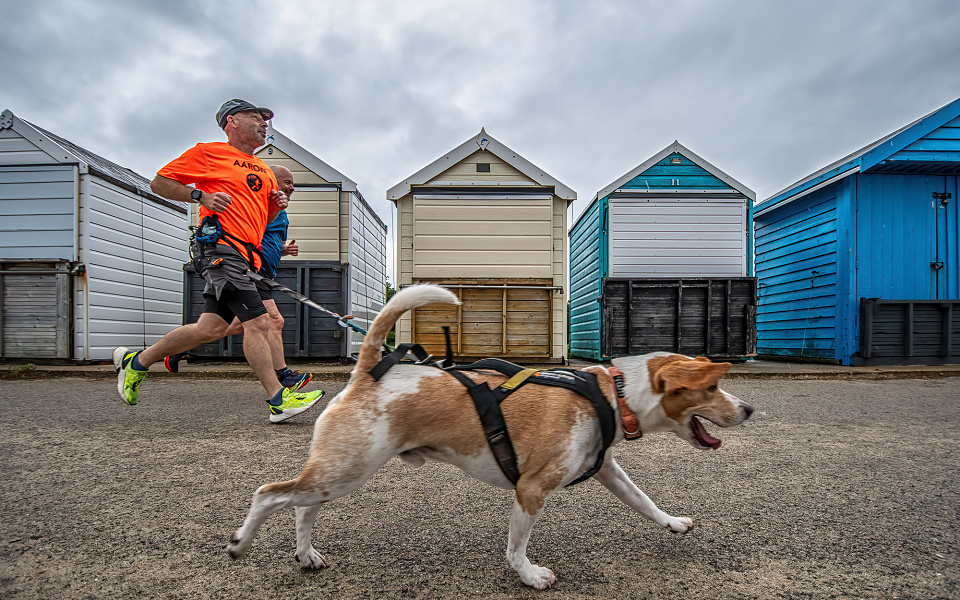 Best Paw Forward | AH14 | Blipfoto