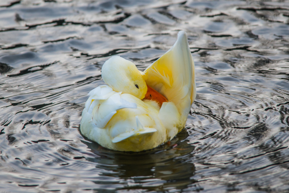 Mrs Puddle Duck of many | MikePoole | Blipfoto