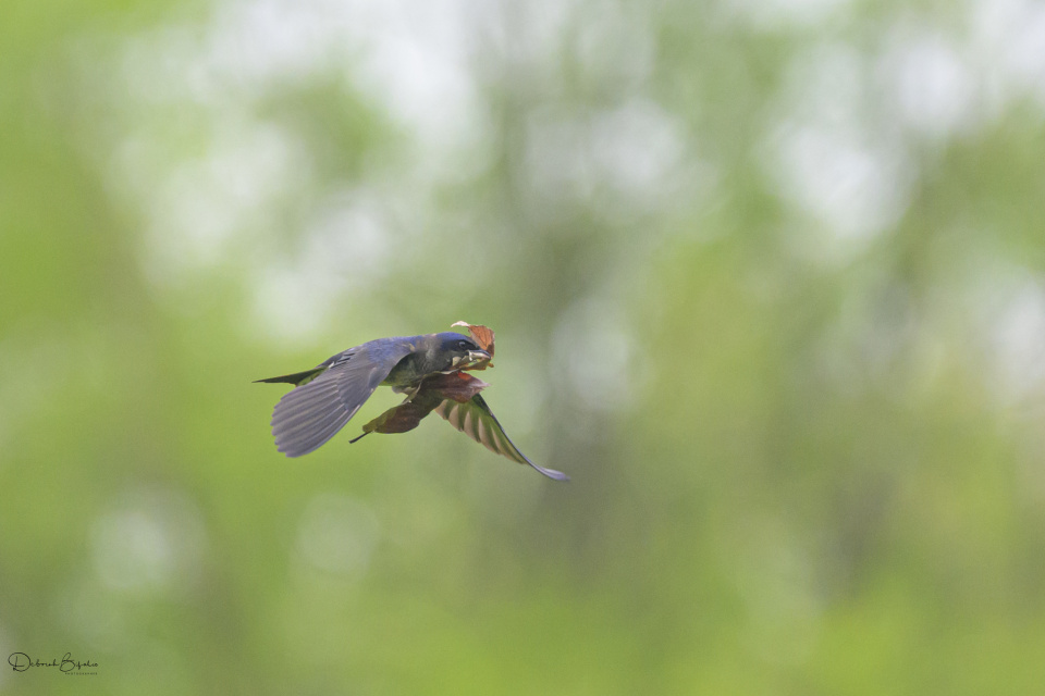 Nesting... | dbifulco | Blipfoto