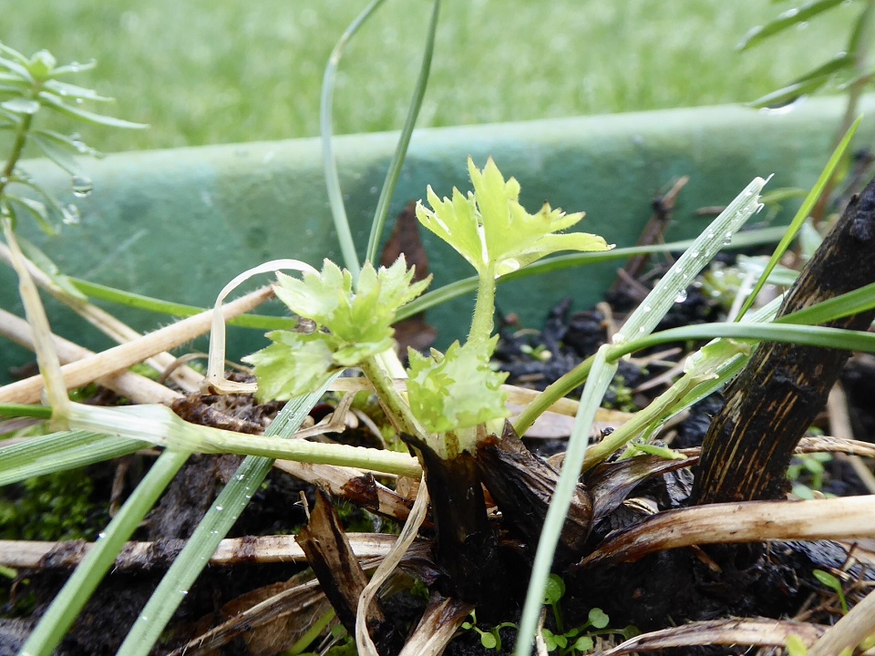 Springing forth | Kate64 | Blipfoto