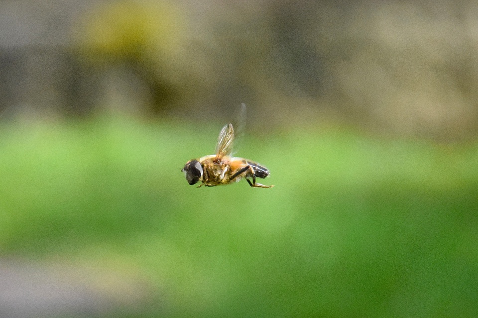 Hover Fly hovering | TimM | Blipfoto