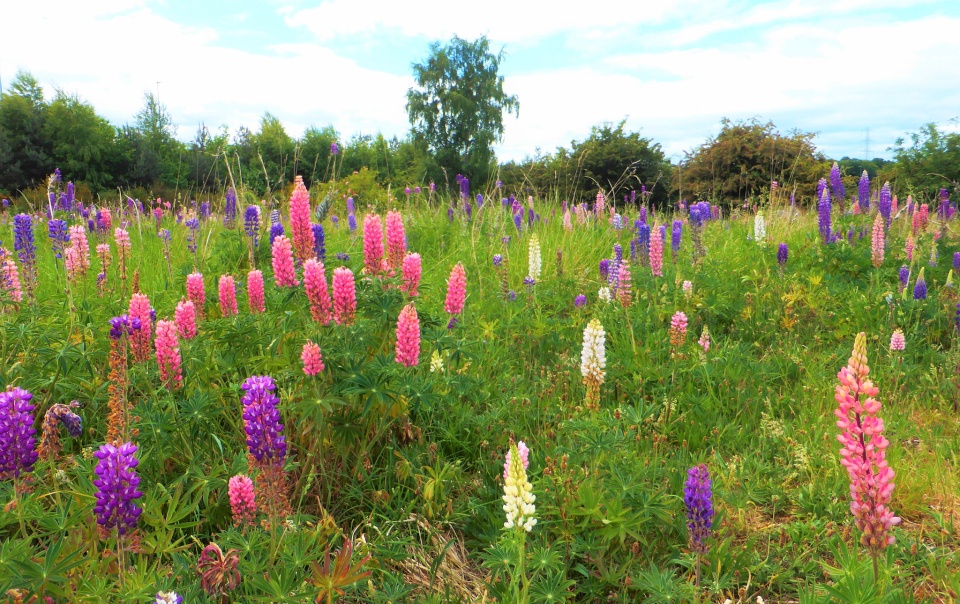 There are many different... | Pleach | Blipfoto