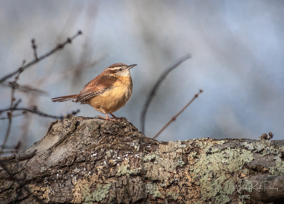 Wren on a Log | wrperry | Blipfoto