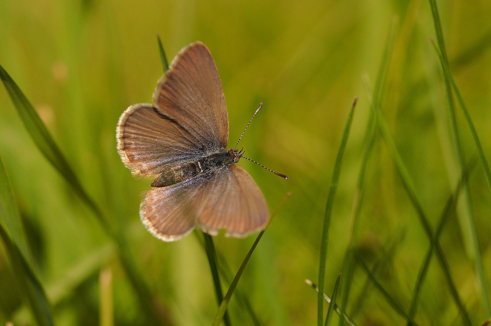 Tiny Tuesday Butterfly | isbi | Blipfoto
