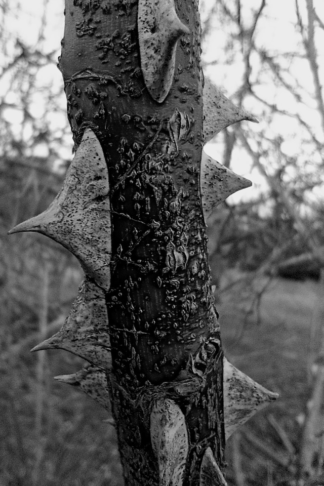 Jupiter | middleman | Blipfoto