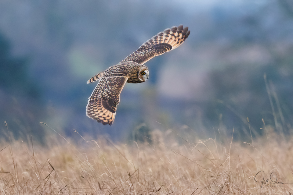 Blue hour owl | JDO | Blipfoto
