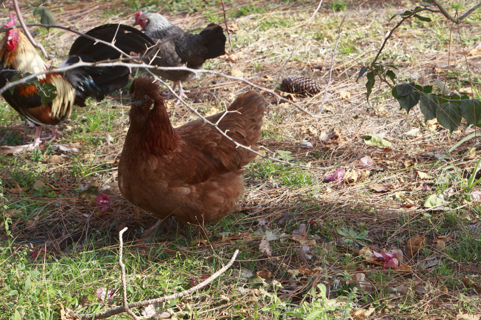 Neighbors Chickens | bugsman | Blipfoto