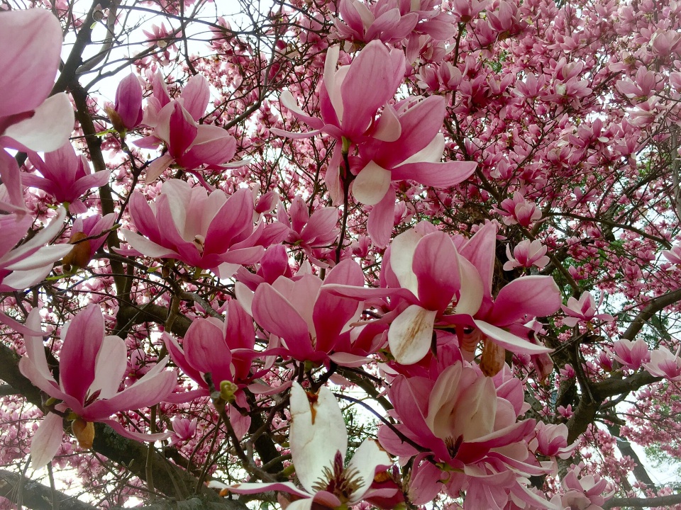 Japanese Tulip Tree | tlde | Blipfoto