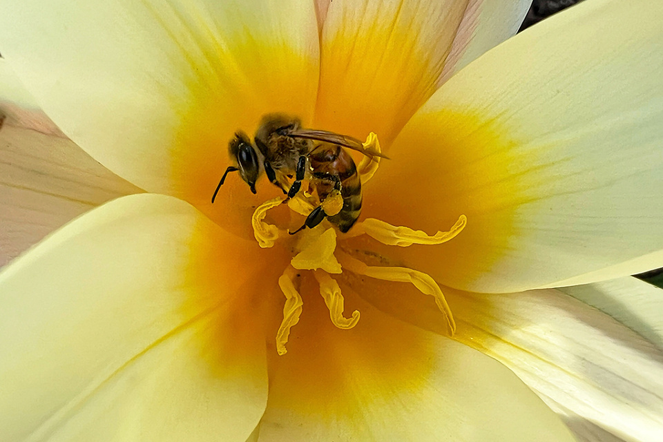 Tulip | captureasecond | Blipfoto