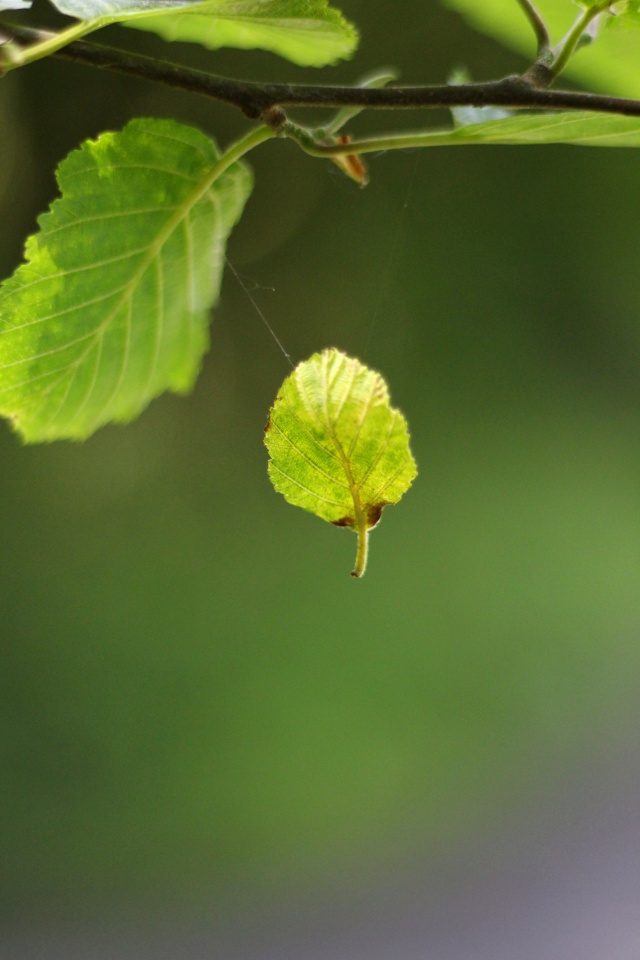 Dingly Dangly Dangling | theBroon | Blipfoto