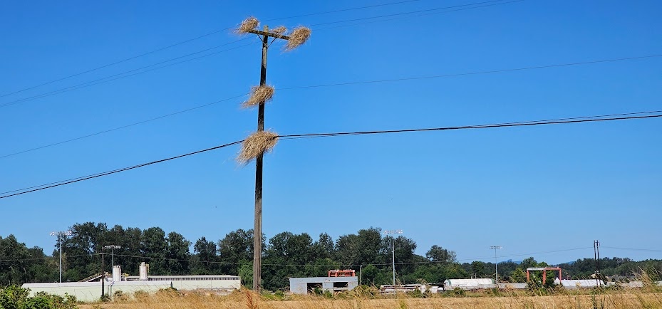Hay Devil / Dust Devil | RonaldBerry | Blipfoto