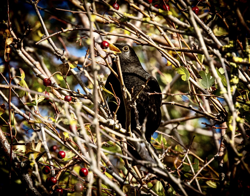 Blackbird and Berries | maureen6002 | Blipfoto