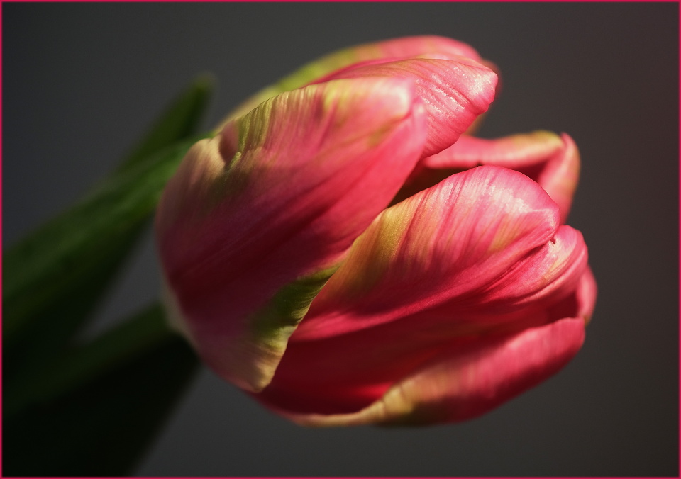 Raspberry Pink and Green Tulip | SandraSuisse | Blipfoto