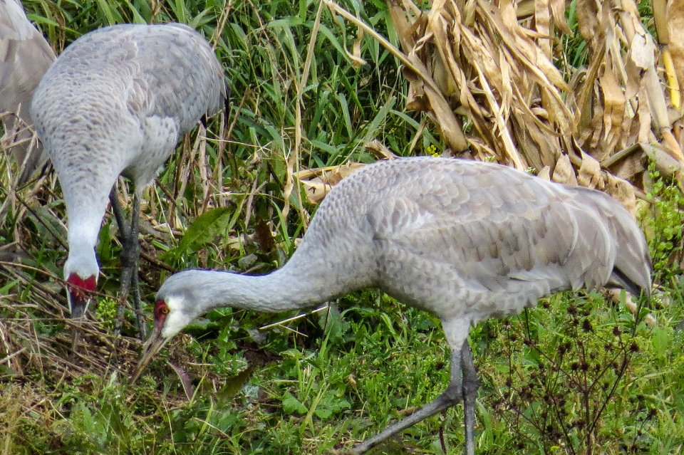 Sandhill cranes | KathyH58 | Blipfoto