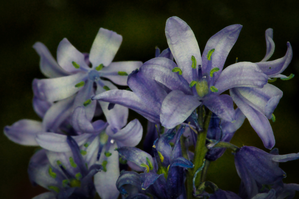 Campana Azul | Incredibish | Blipfoto