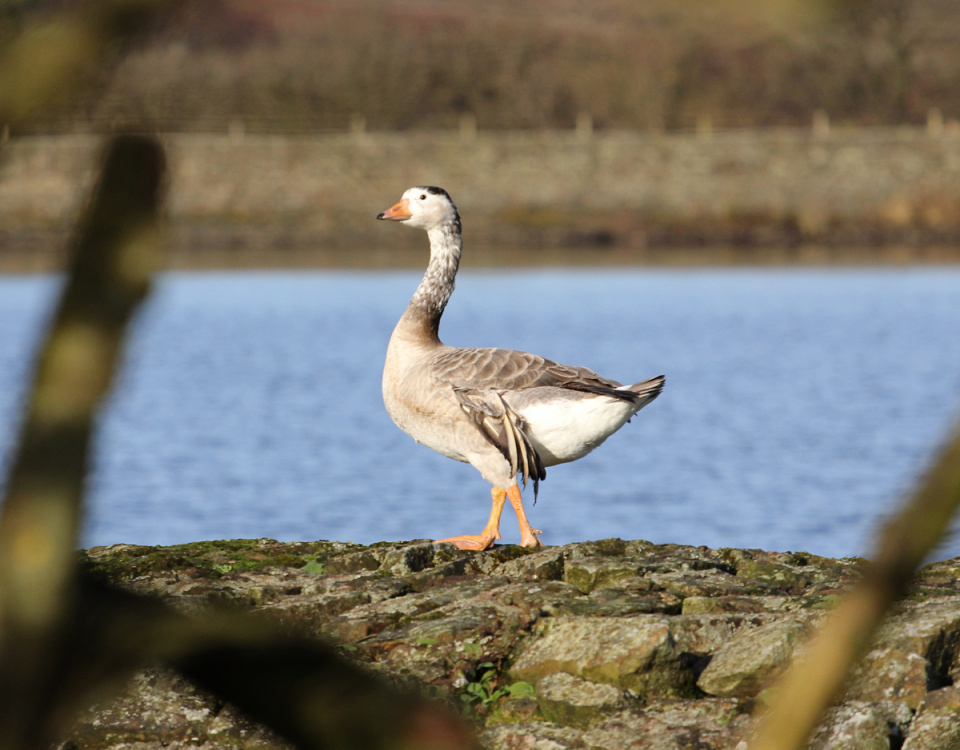Goose with the Broken Wing | Snap1t | Blipfoto