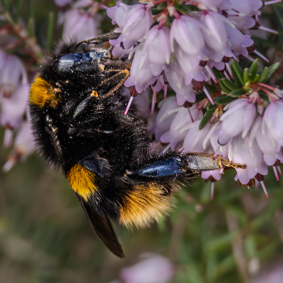 Bee-autiful | Bom | Blipfoto