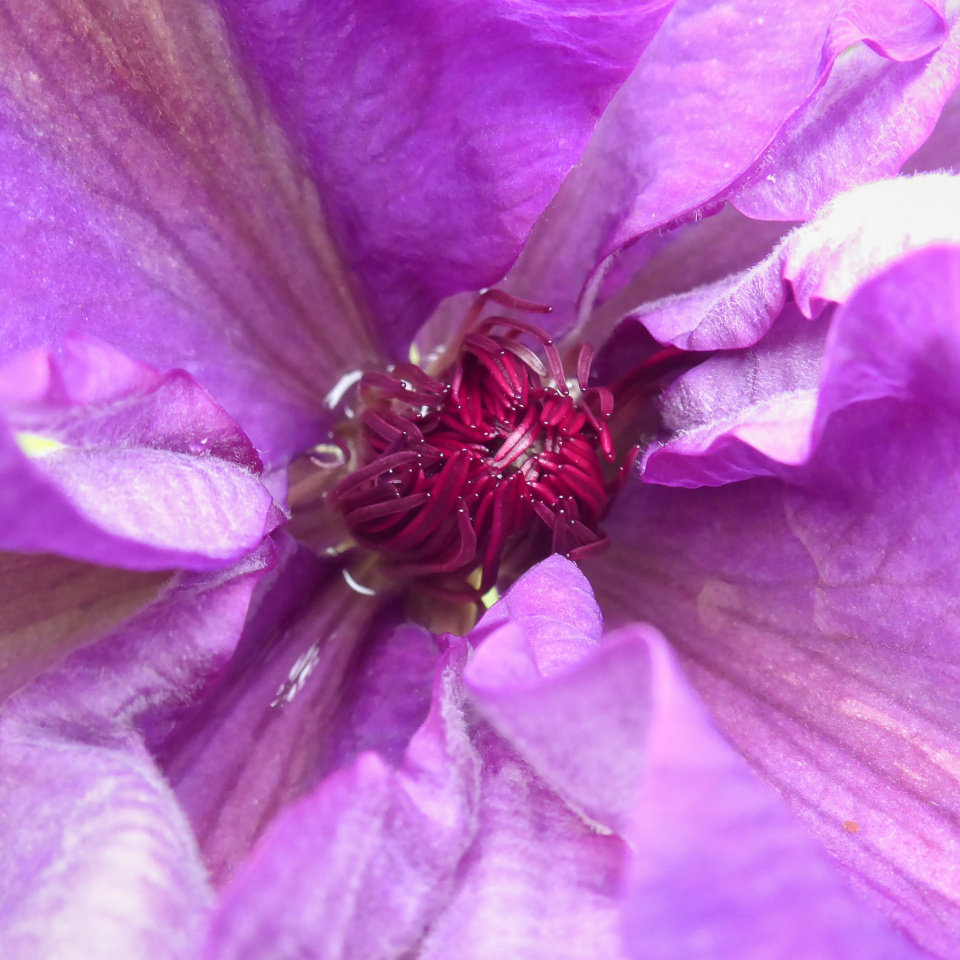 Clematis on the mind... | 60plus11 | Blipfoto