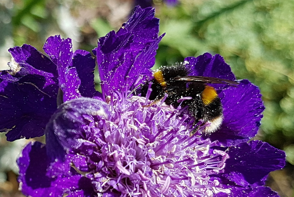 bee-having | rat | Blipfoto