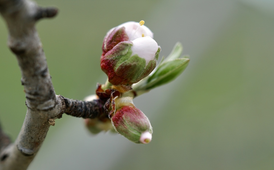 Nut bud | lesmark | Blipfoto