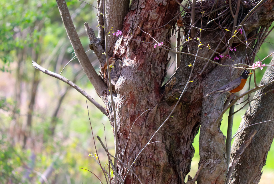 A very busy tree | lg9 | Blipfoto