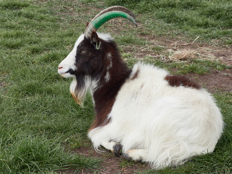 Bagot goat at Bagot's Castle | ianpiper | Blipfoto