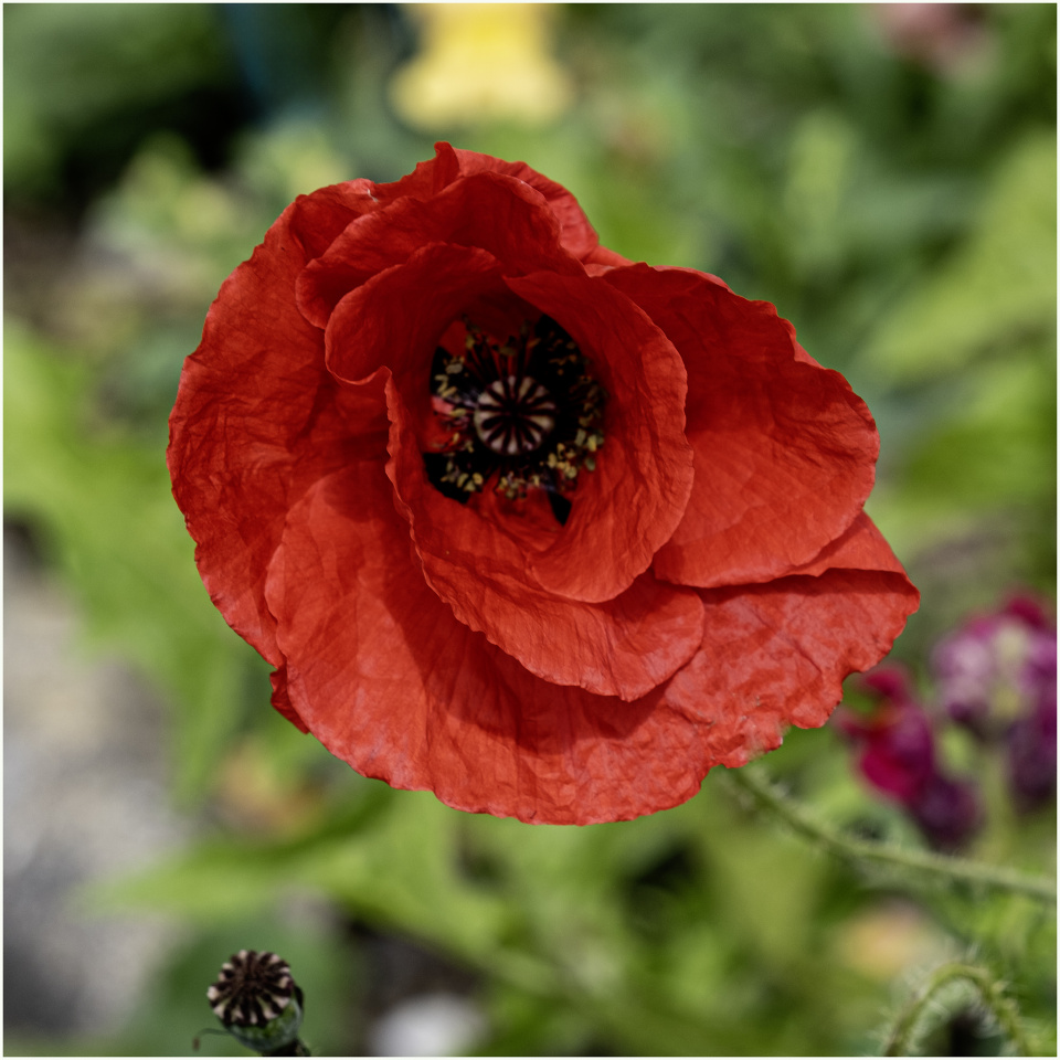 Poppy | Terrifo | Blipfoto