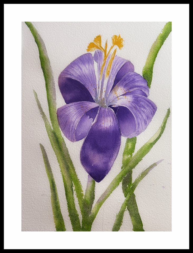 Manual crocus… | Damnonii | Blipfoto