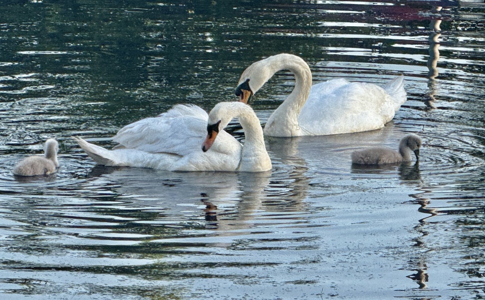 GREAT NEWS. | Larchlea | Blipfoto