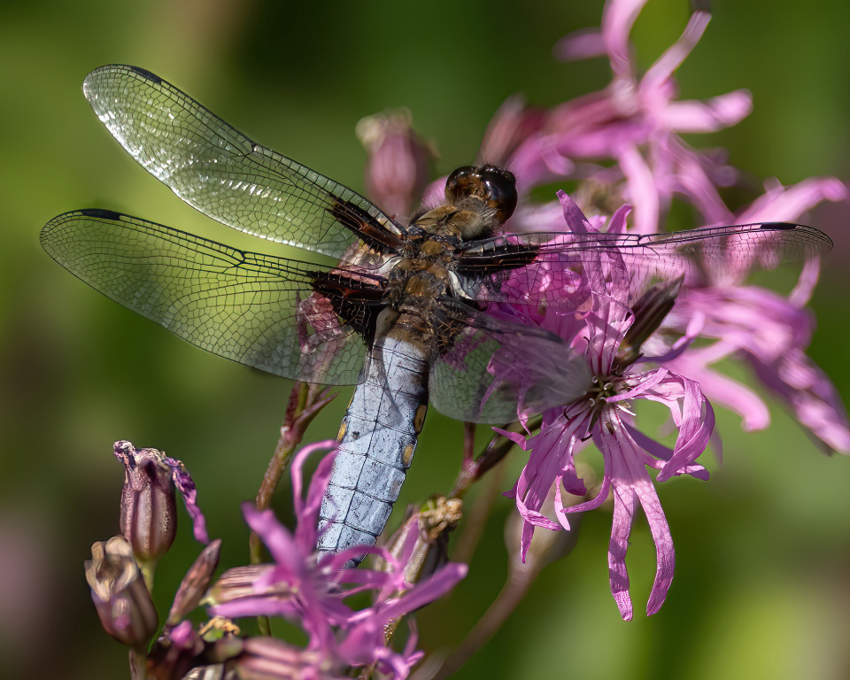 In the Pink | Hillyblips | Blipfoto