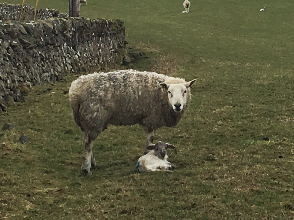 First lamb in the fields | friedaquilter | Blipfoto
