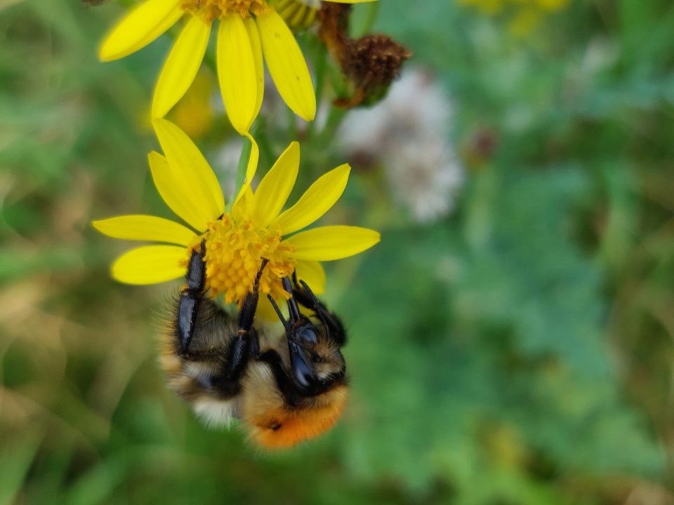 Late Bee | helenann | Blipfoto
