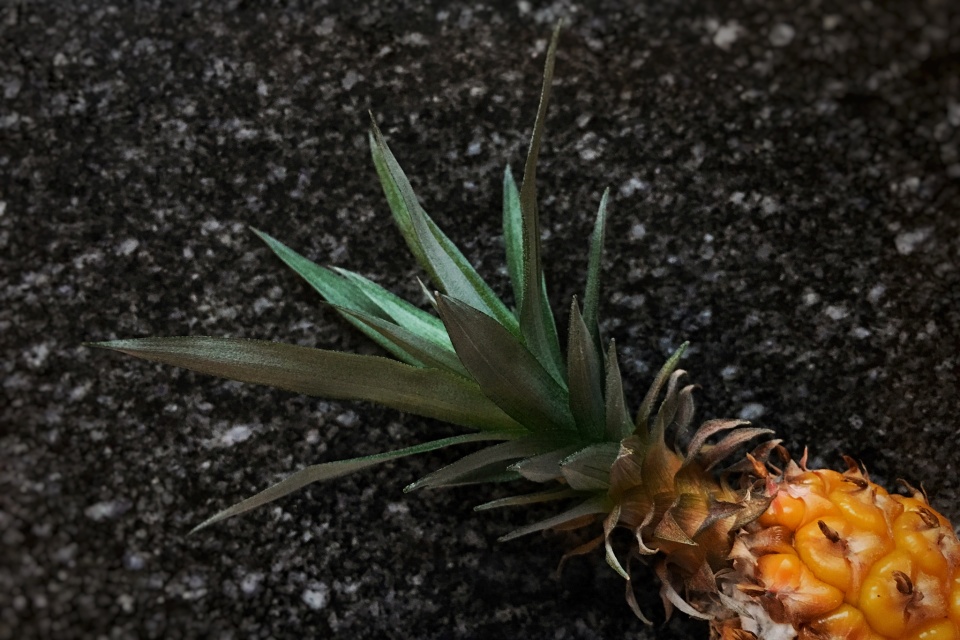 Dead Pineapple | Hefafa | Blipfoto
