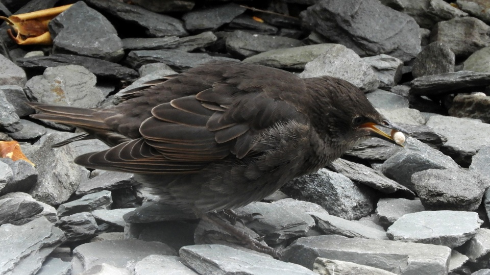 Youngster | Tigger101 | Blipfoto