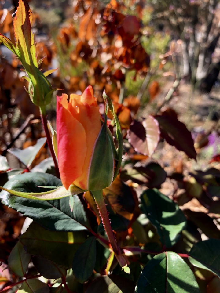 Miracle Rose | Wildwood | Blipfoto