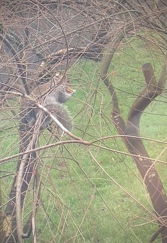 Squirrel with a custard cream | spannarama | Blipfoto