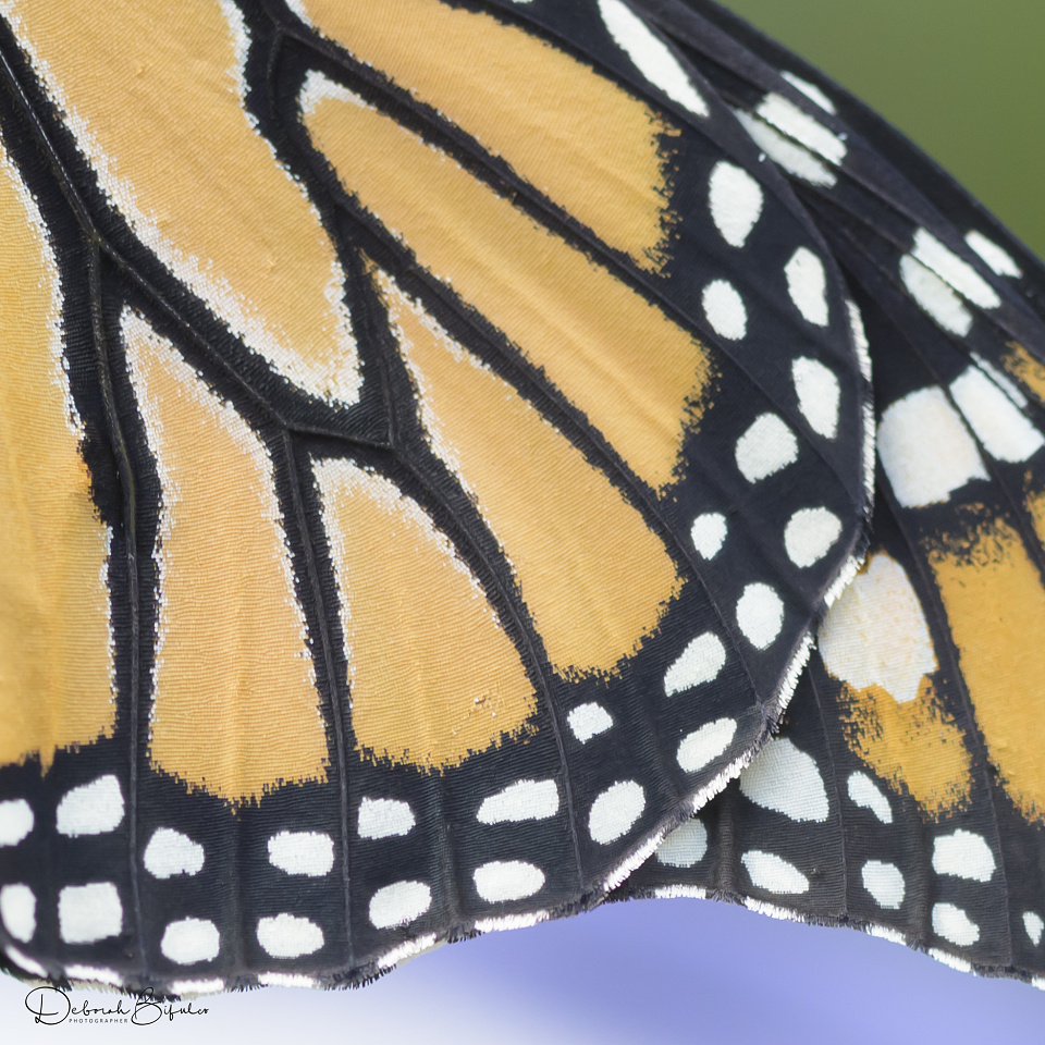 Remembering | dbifulco | Blipfoto