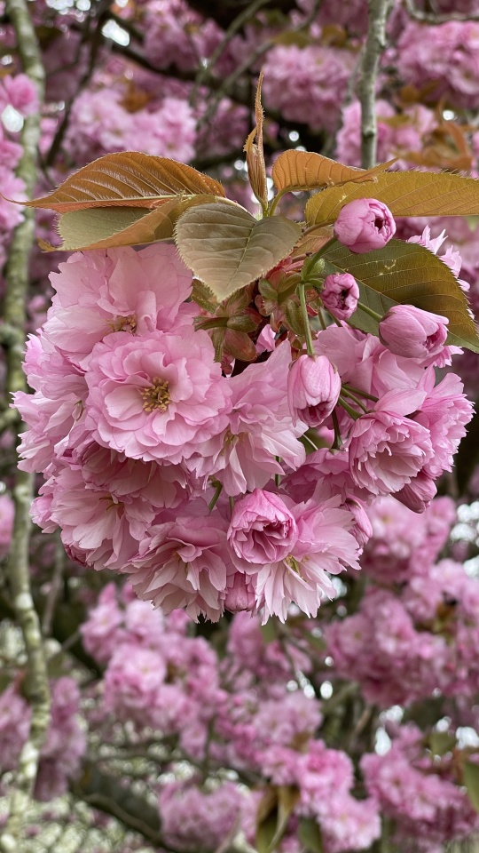 Flowering Cherry - Kanzan? | Tryfan46 | Blipfoto