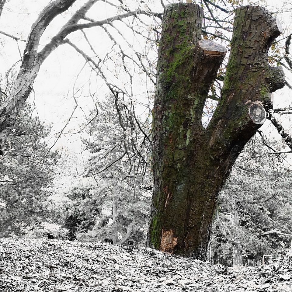 Derelict Tree | BobsBlips | Blipfoto