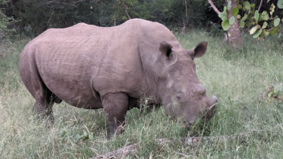 Big Five,,,number 2. Rhinos. | Gloriapatricia | Blipfoto