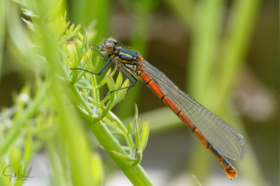 Another day... | JDO | Blipfoto