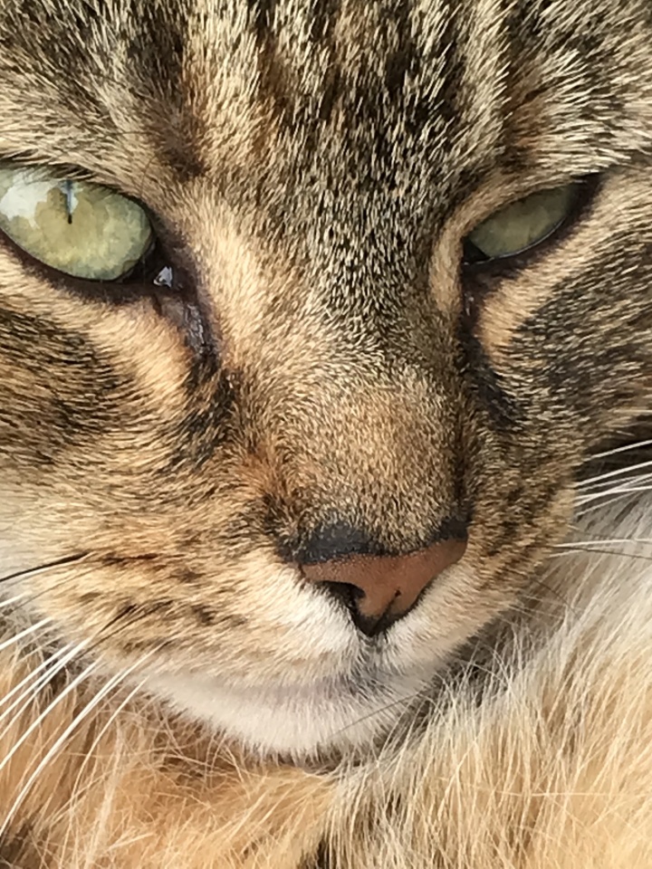 If looks could kill.. | pixelpixie | Blipfoto