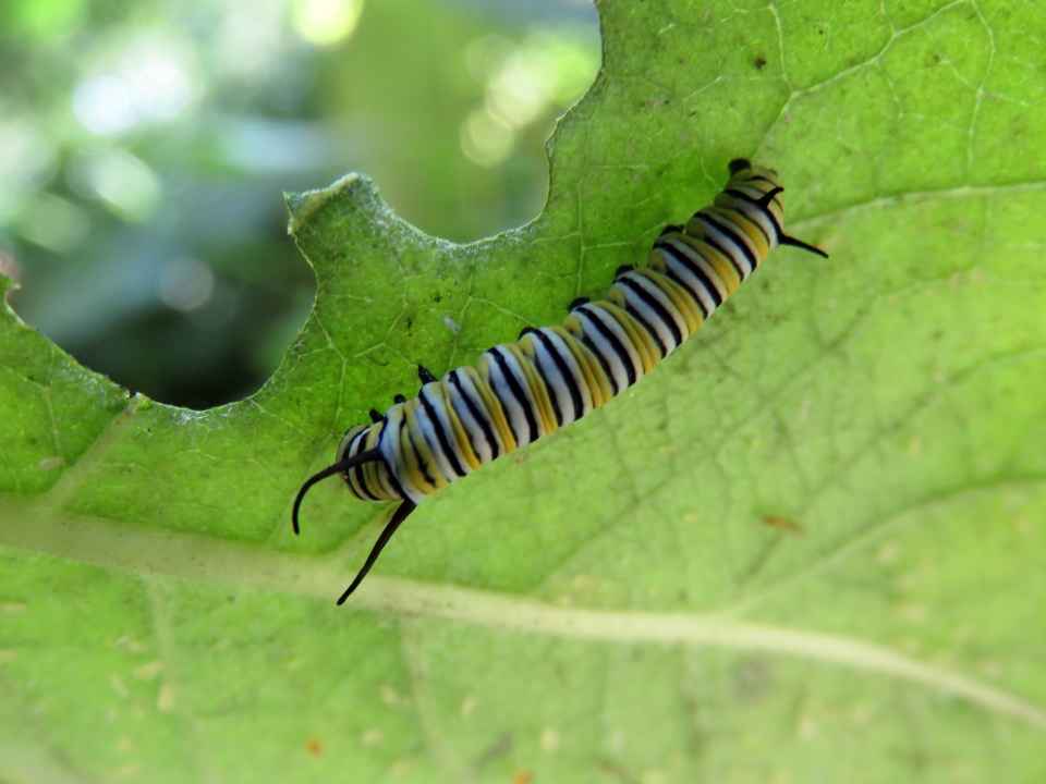 Milestone: First Monarch Caterpillar! | GirlWithACamera | Blipfoto