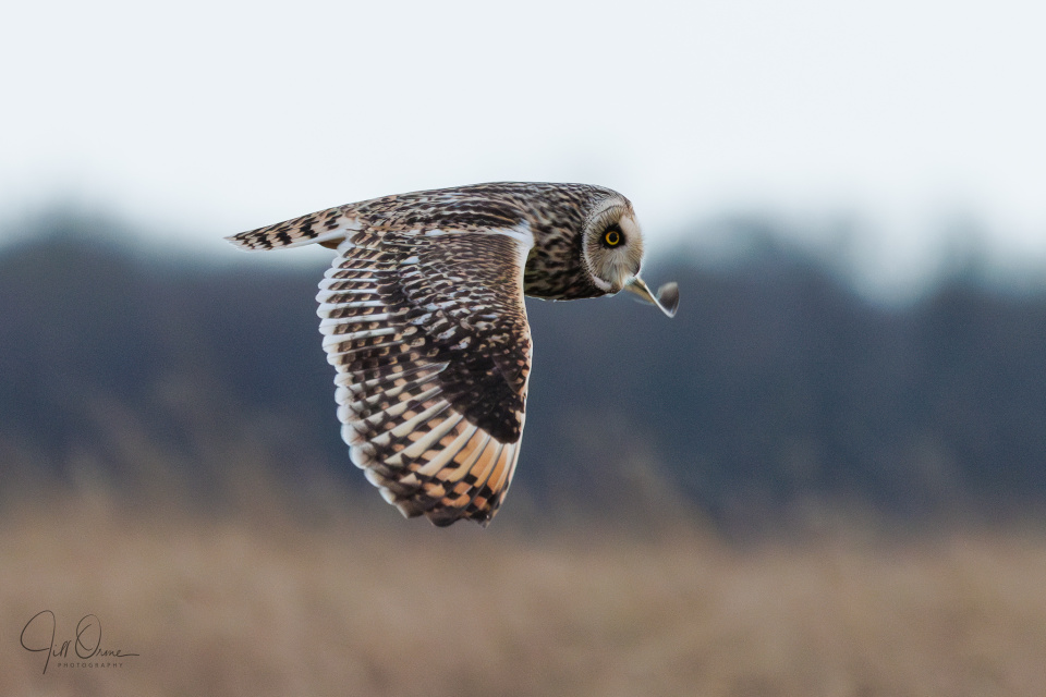 Dark | JDO | Blipfoto