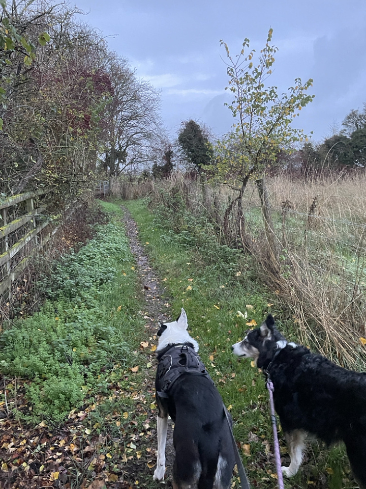 Rainy day | caninegalore | Blipfoto