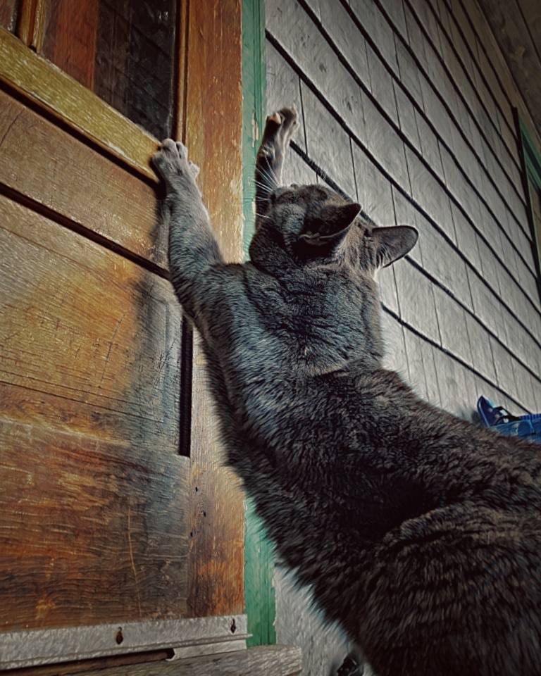 Please, Help | madowoi | Blipfoto